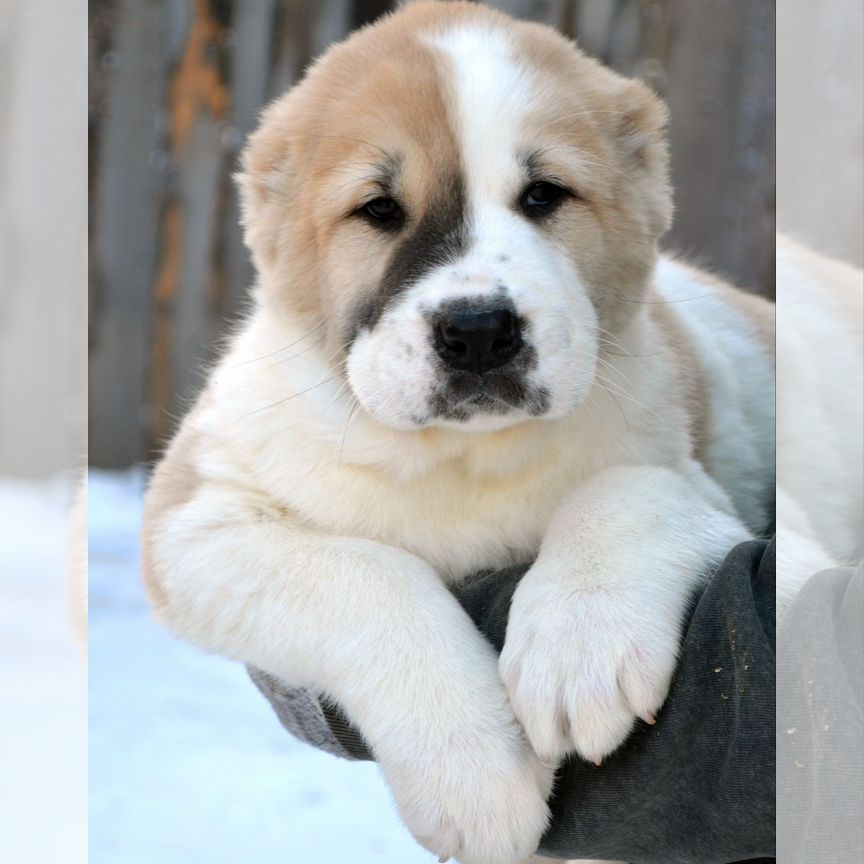 Среднеазиатская овчарка, щенок