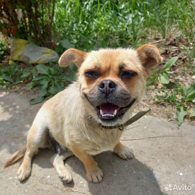 Щенки мопса и таксы