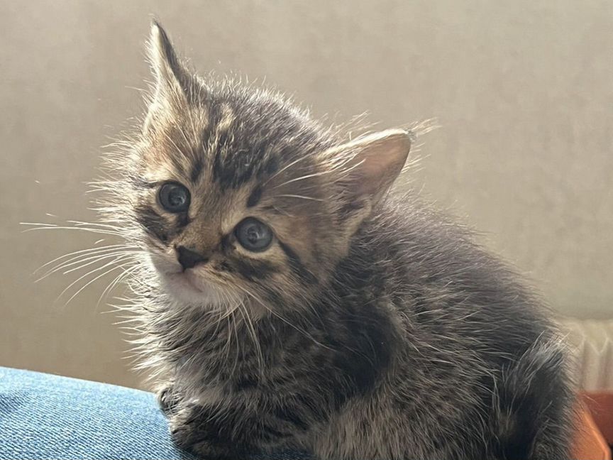 Крошка ищет дом