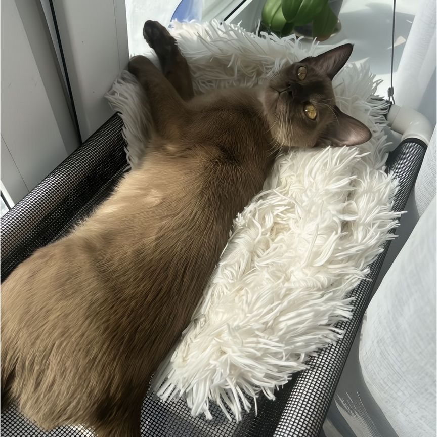 Лежанка для кошки на окно