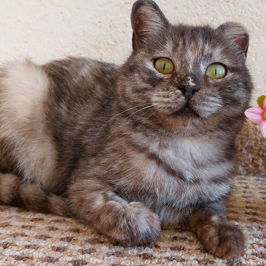 Кошечка Ежевичка ищет любимых хозяев