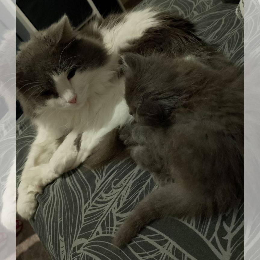 Котята в добрые руки бесплатно