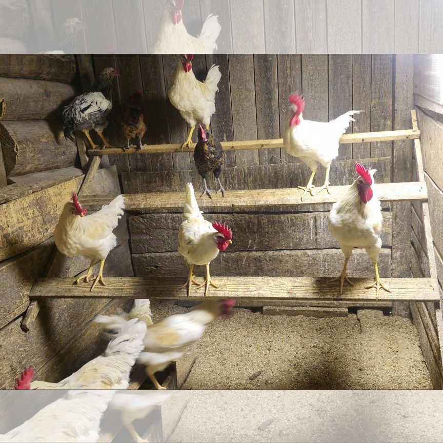 Молодые породистые Петушки