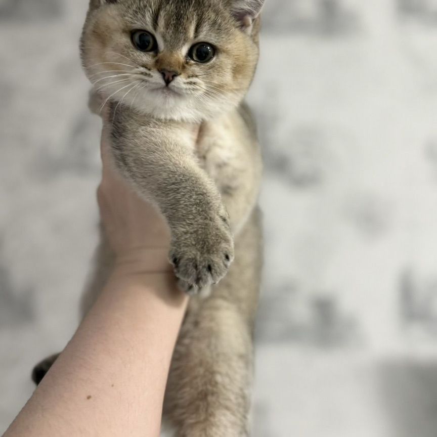 Золотая шиншилла котенок