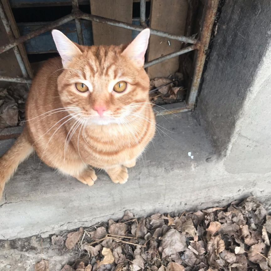 Котик в добрые руки