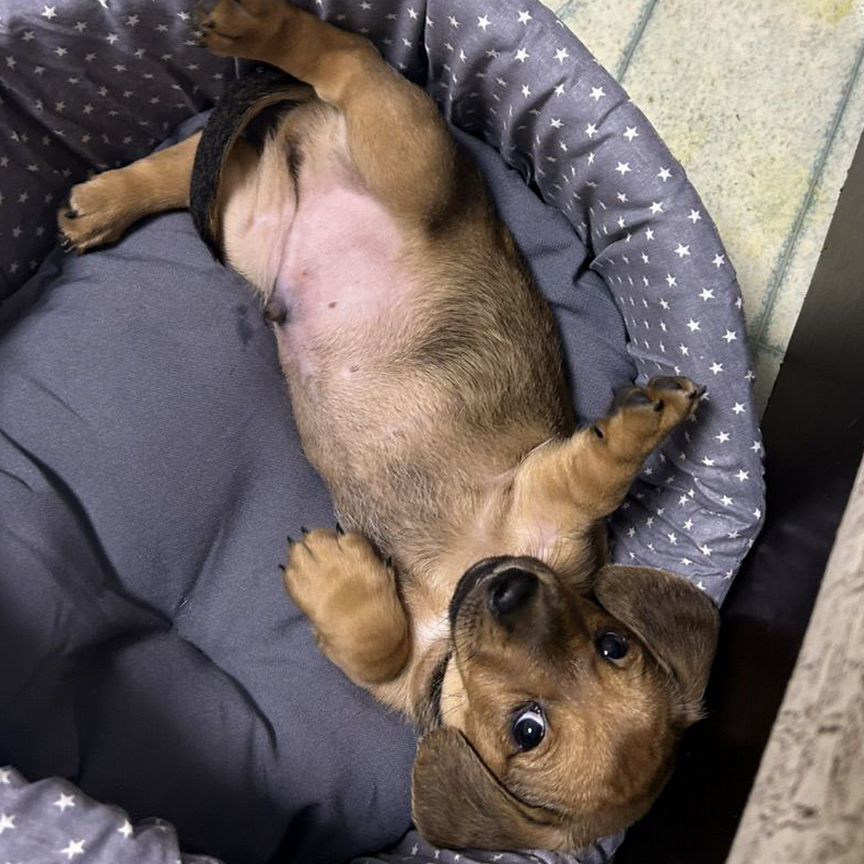 Такса, щенок