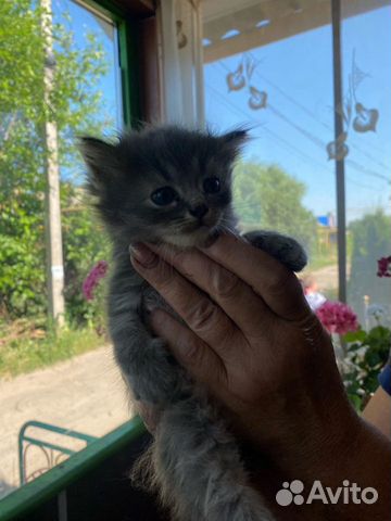 Котята в добрые руки бесплатно