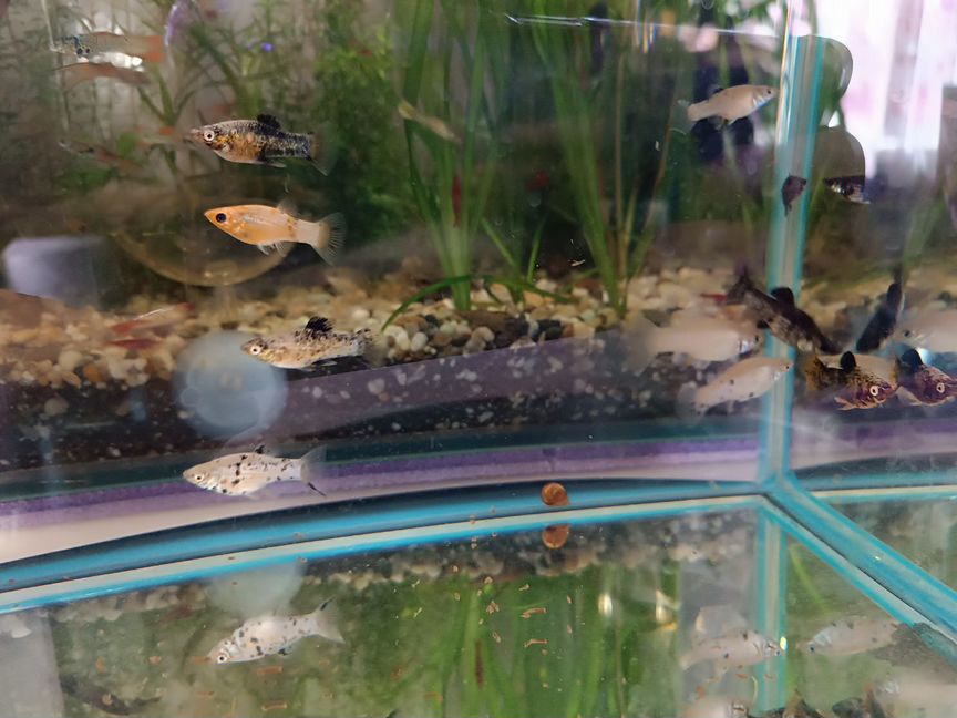 Моллинезия, пецилия