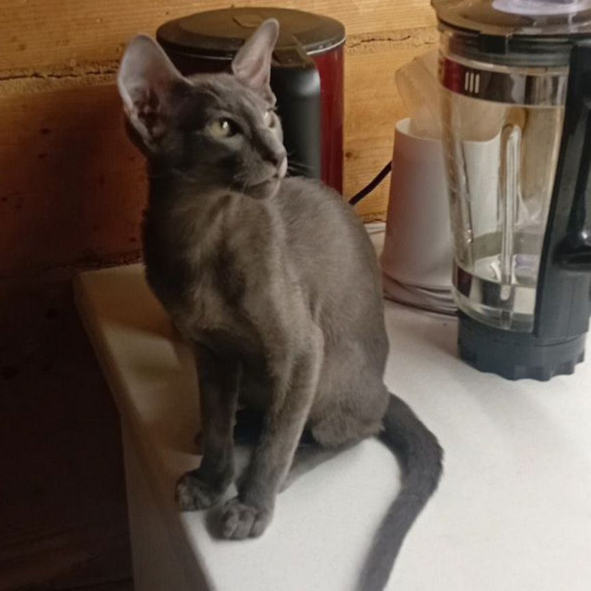 Ориентальный котёнок