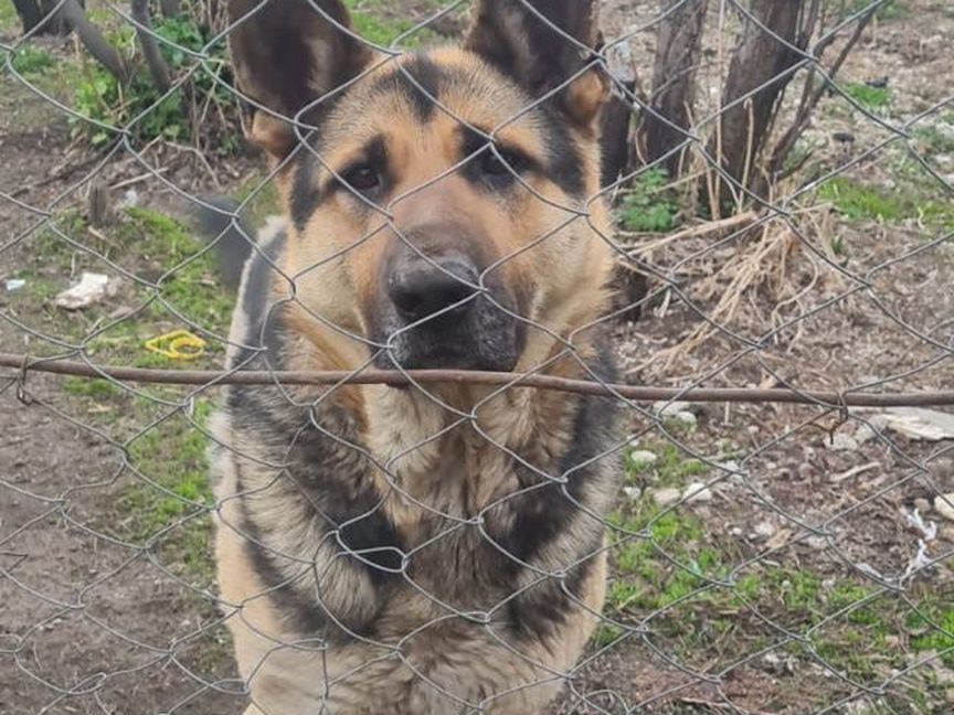 Чистокровный немец умный, настоящий охранник