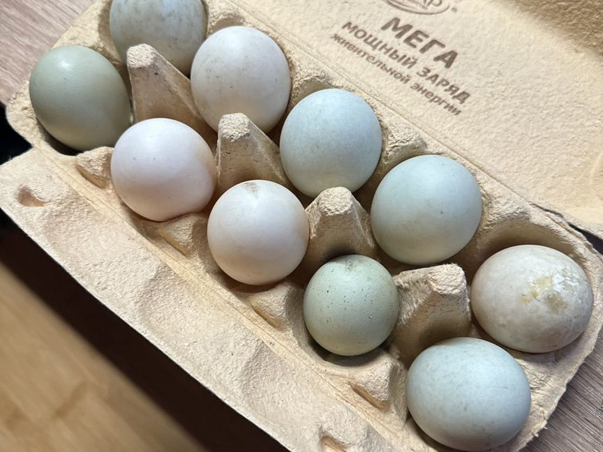 Яйцо утки индийский бегунок для инкубации и еды