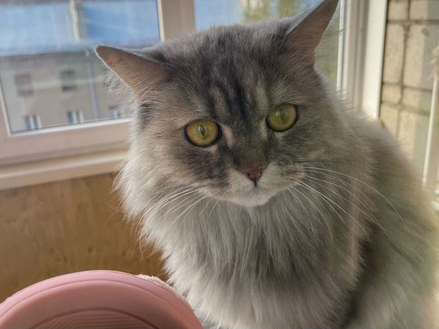 Кошка