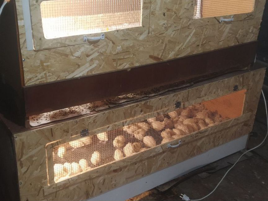 Брудер для суточных перепелов