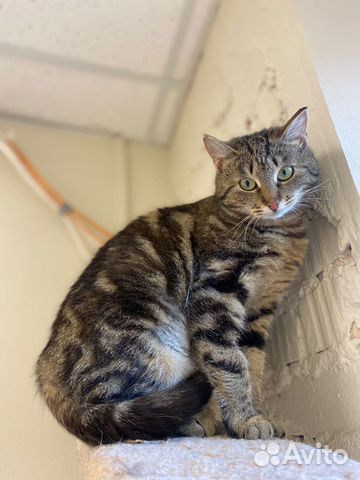 Мраморная красотка