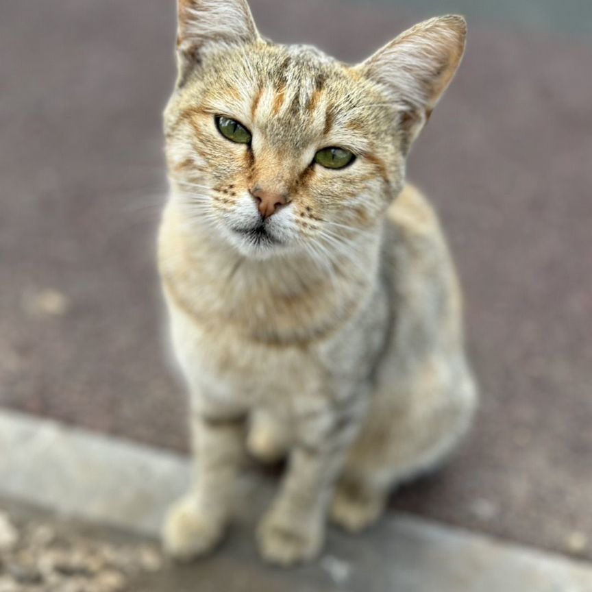 Котенок девочка