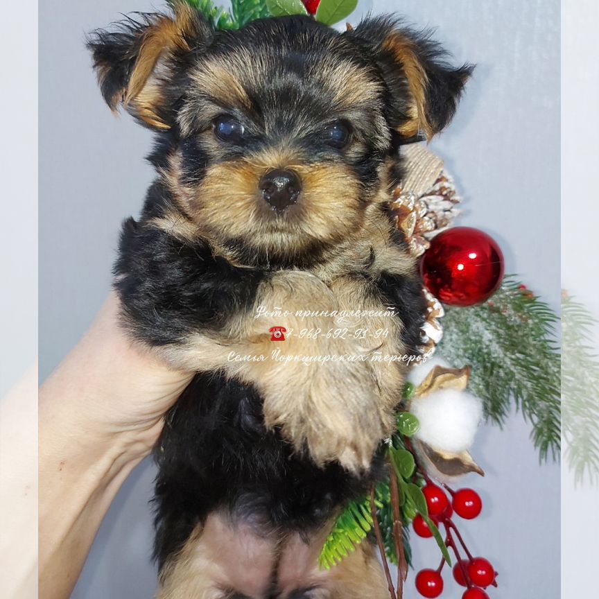 Йоркширский терьер, щенок