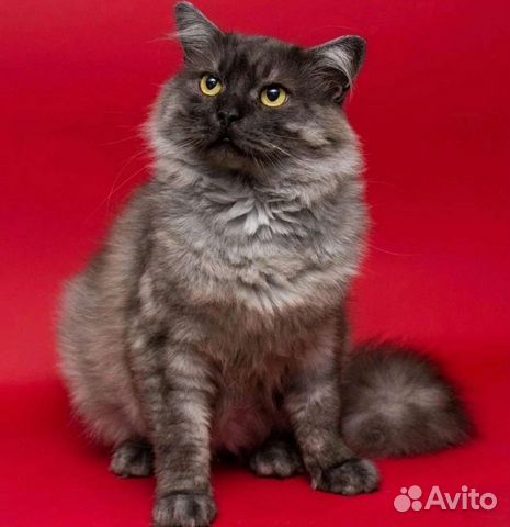 Кроули ищет дом