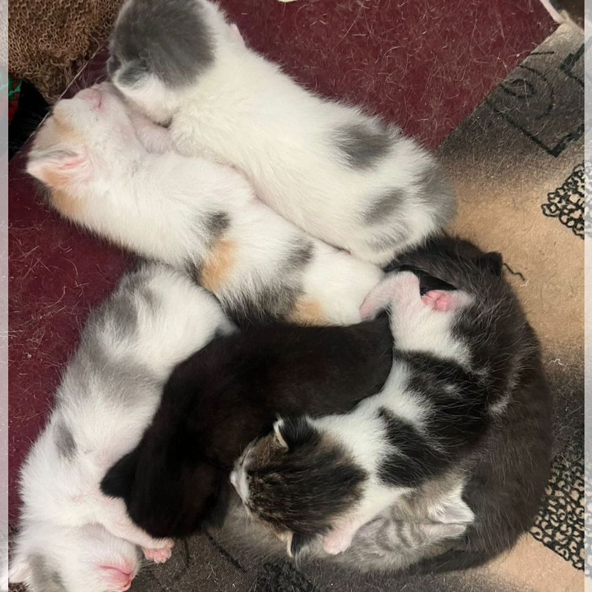 Котята в добрые руки