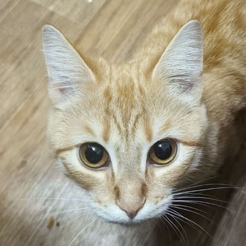 Рыжая кошечка