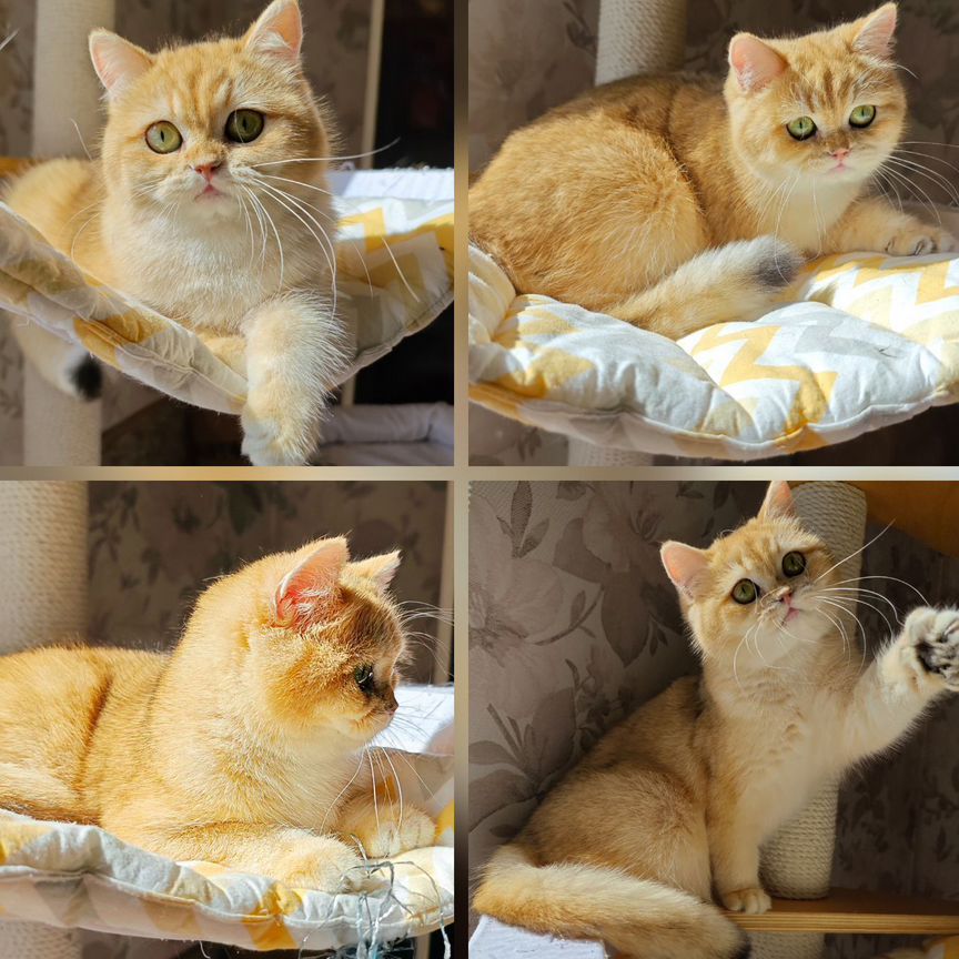 Британская красотка