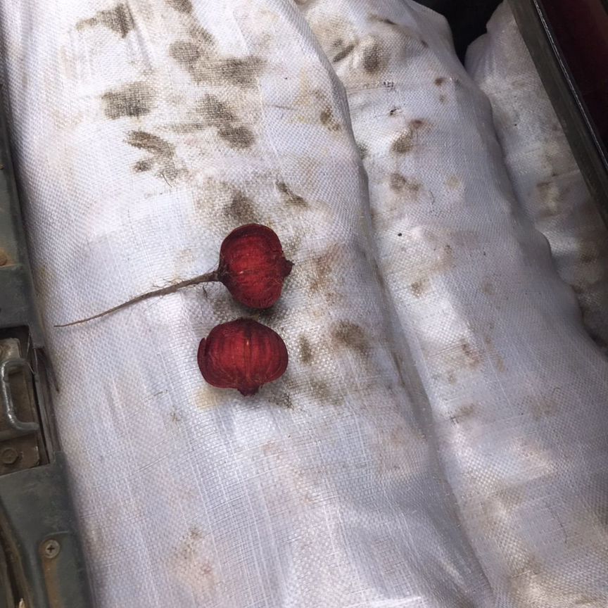 Продам свеклу кормовую