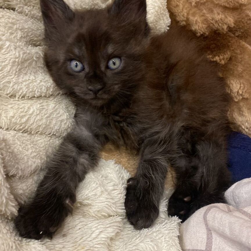 Котята мейн-кун черный дым