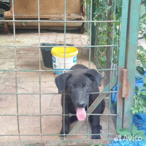 Щенок в добрые руки девочка