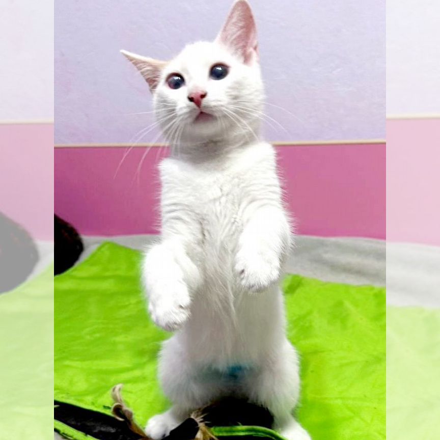 Белый котенок и немного пятнышек