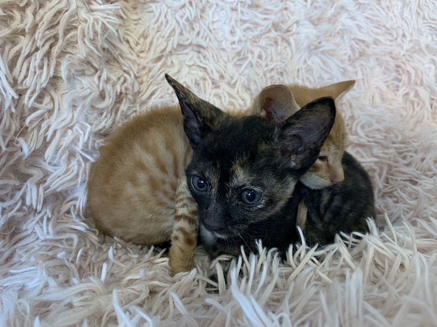 Корниш-рекс котята