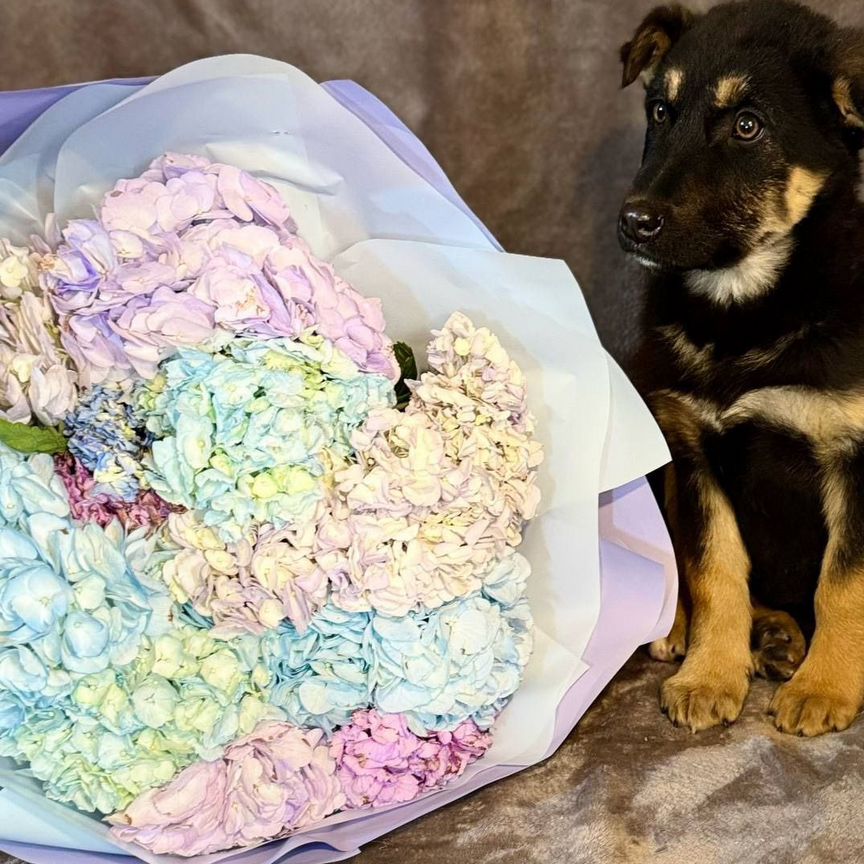 Щенок девочка в добрые руки