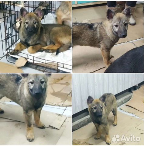 Собака девочка, Веста ищет дом
