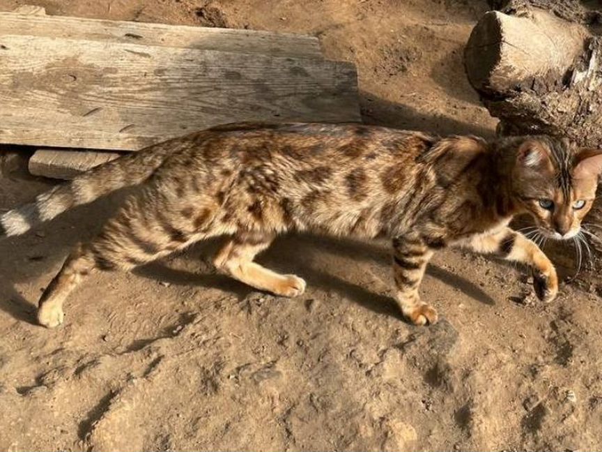 Отдаю бенгальскую кошку