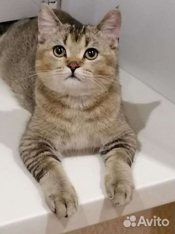Для кошек