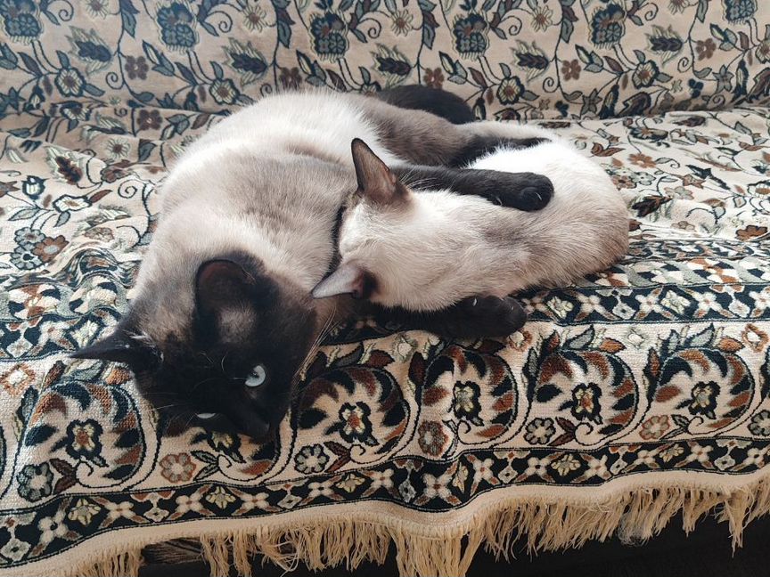 Тайские котята