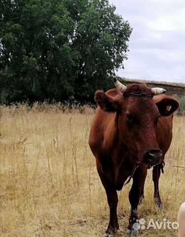 Продам корову