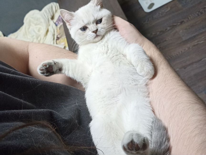 Продаётся котёнок шотландской вислоухой