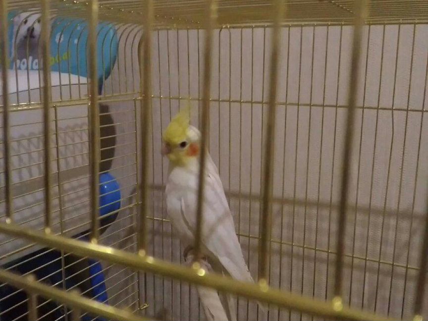 Попугай Корелла с клеткой