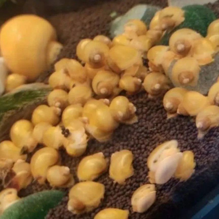 Аквариумные улитки ампулярии