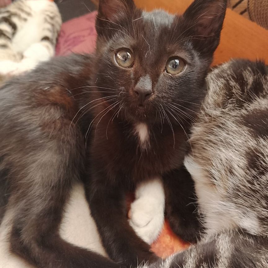 Котята отдам бесплатно