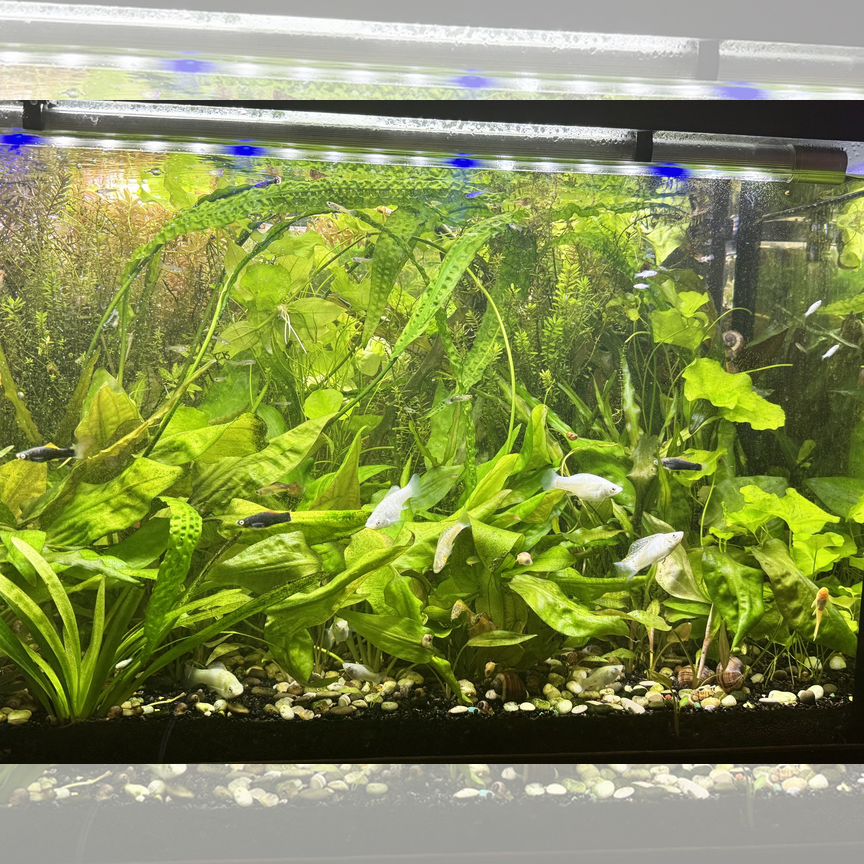 Эхинодорус