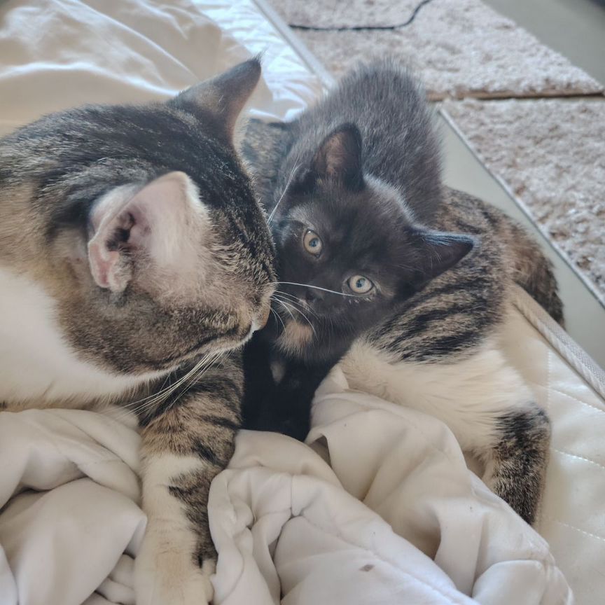 Котята