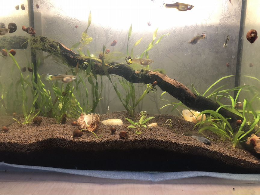 Аквариумные растения, прополка