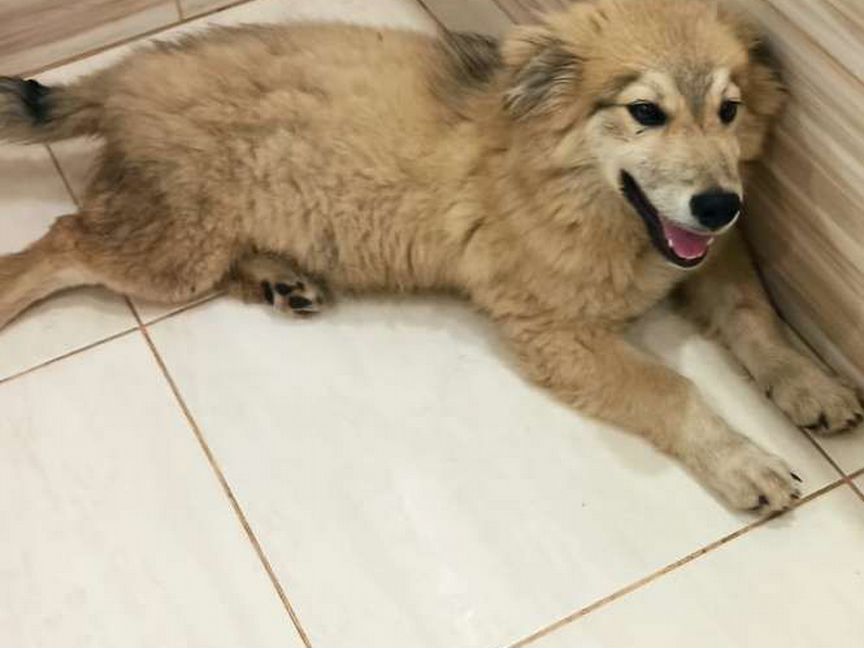 Цыганский барон