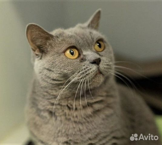 Британская кошечка Серафима Юрьевна в добрые руки