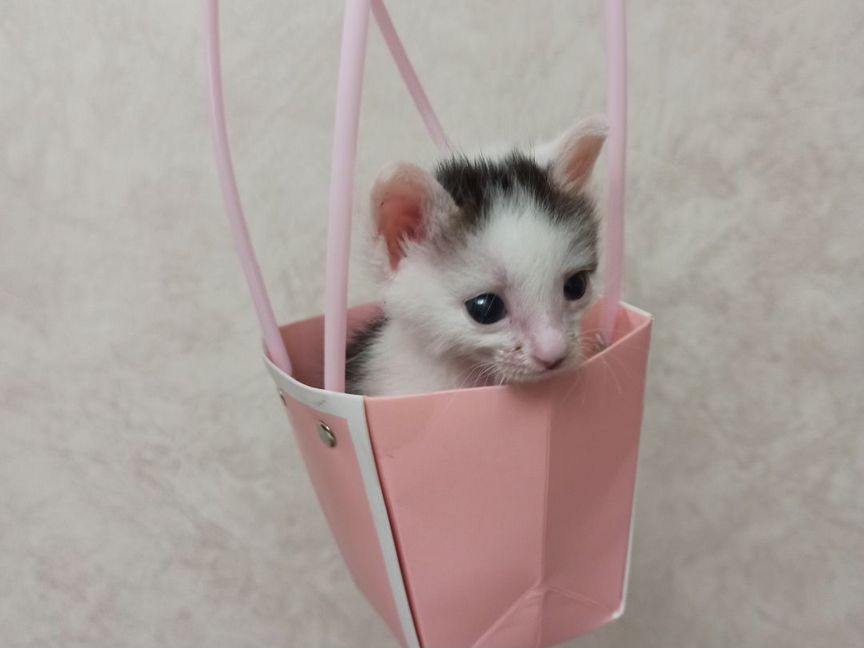 Котенок