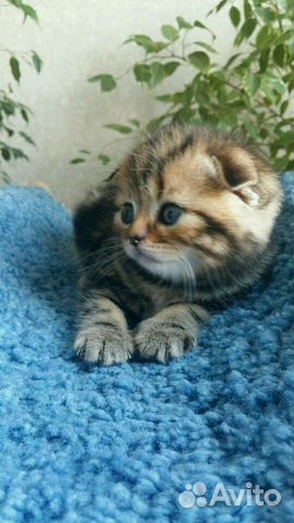 Мраморные вислоушки