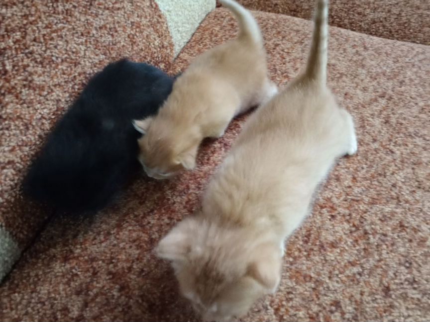 Кошки