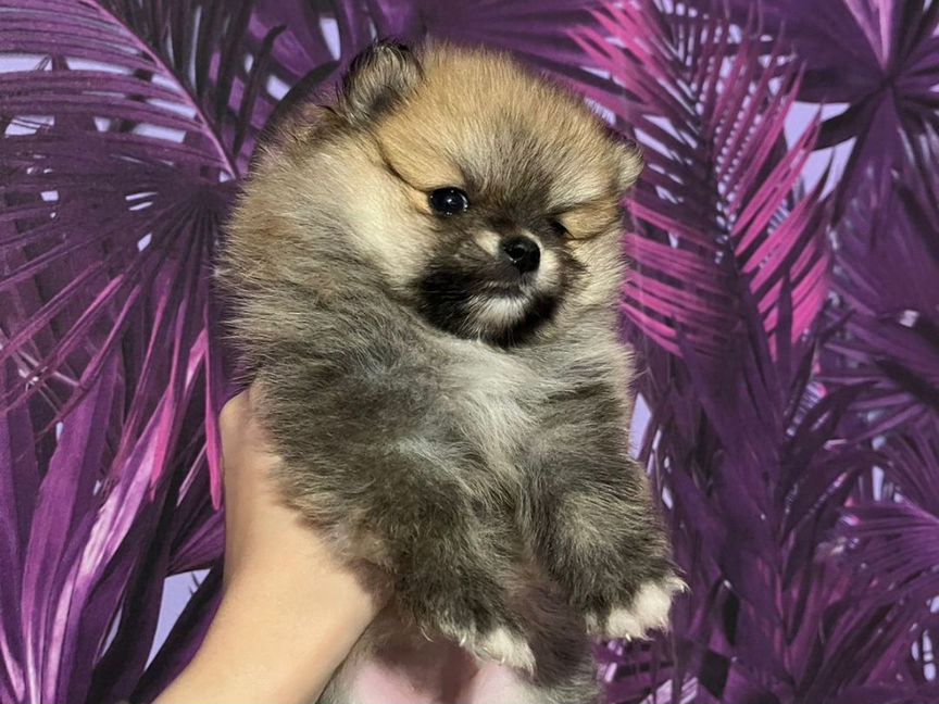 Щенки шпица