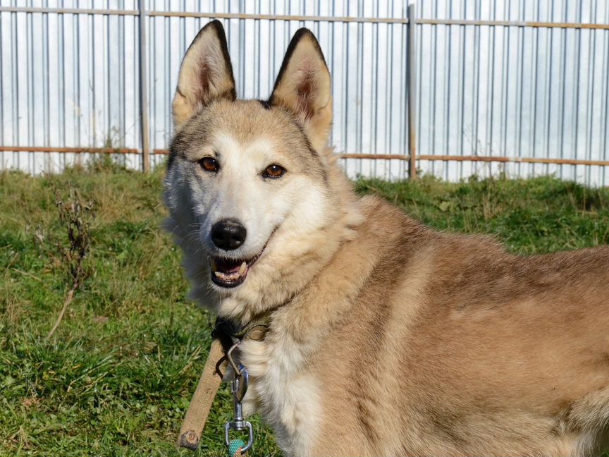 Милая собачка Стужа ищет родителей