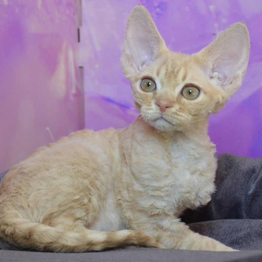 Девон-рекс котёнок